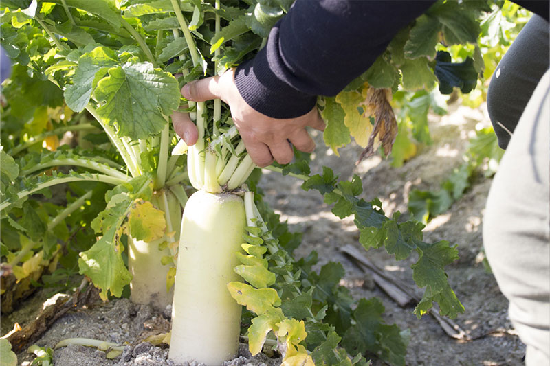 就労準備型 中高部｜生駒市の放課後等デイサービス あいりす｜小学生・中高生の未来に向けた自立をサポート